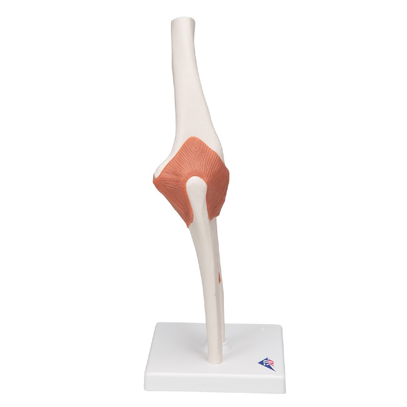 Functional Elbow Joint Model w/ Ligaments | Health and Care